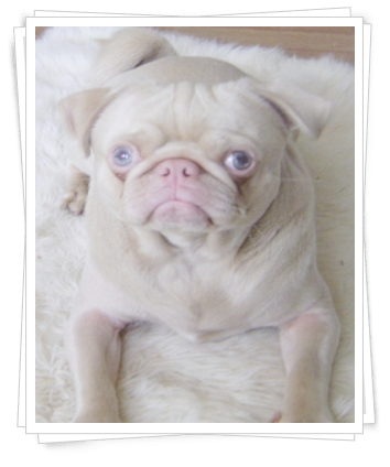 Page 2 of comments at albino animals