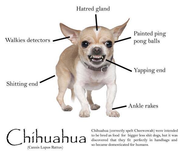 Anatomy of a Chihuahua