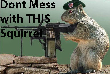 Army Squirrel