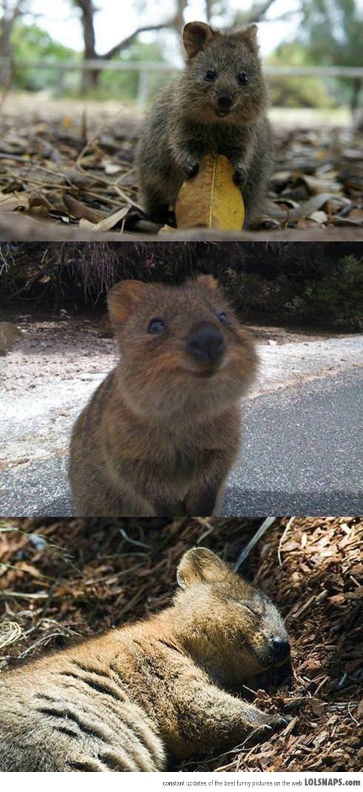 Behold the Quokka