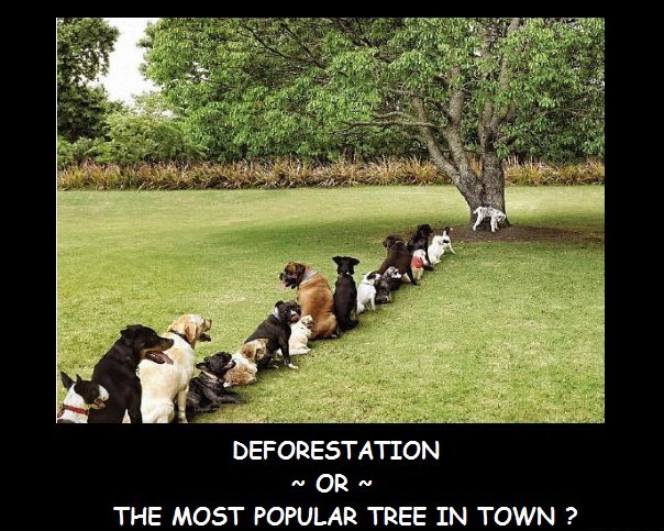 DEFORESTATION
