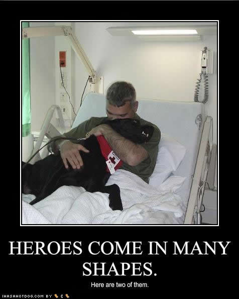 dogs healing wounded warriors