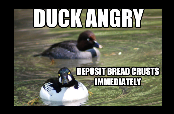 Duck Angry