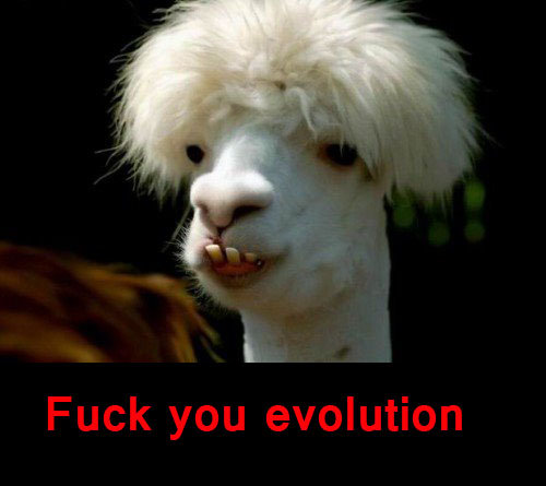 Evolution Fail