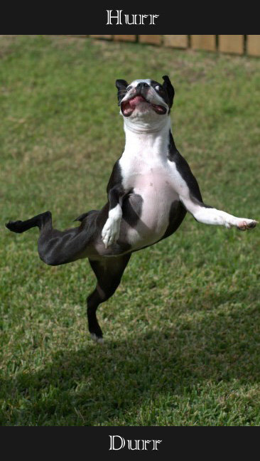 Hurr Durr Dog