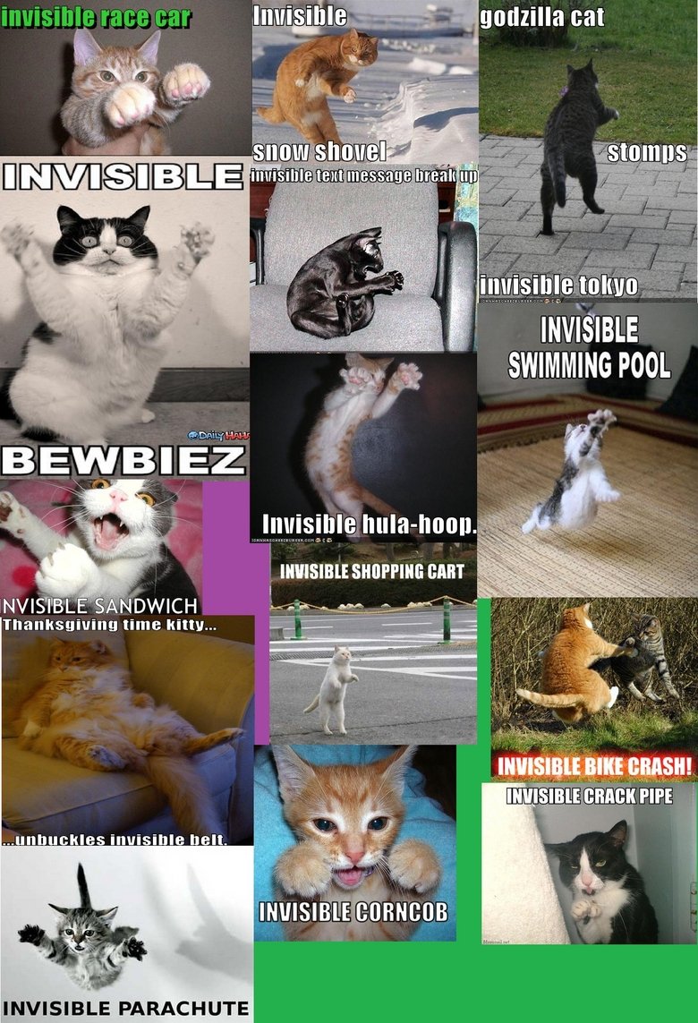 invisible cat comp