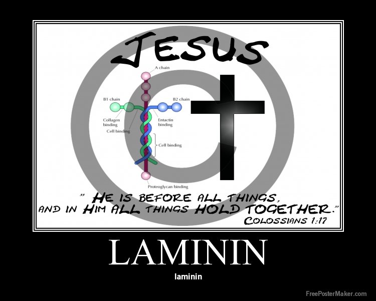 laminin