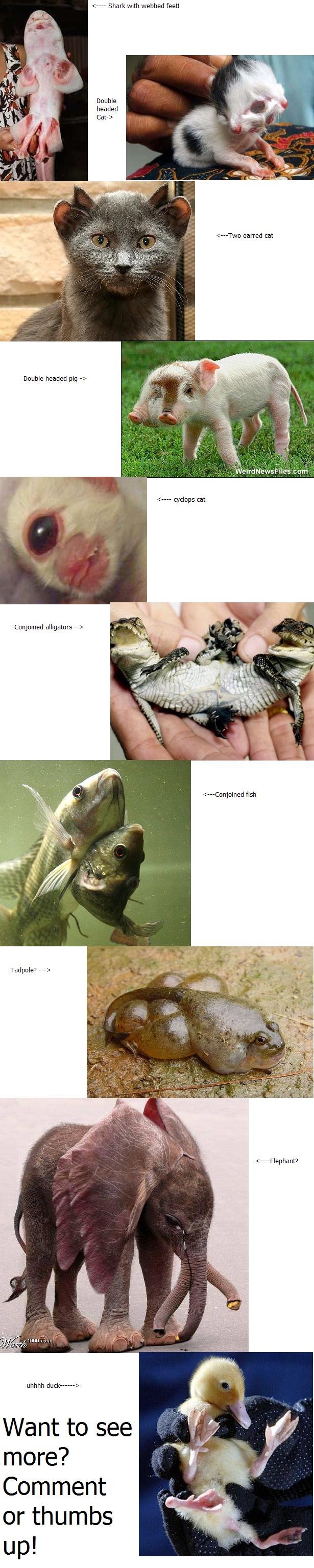 Mutant Animals!