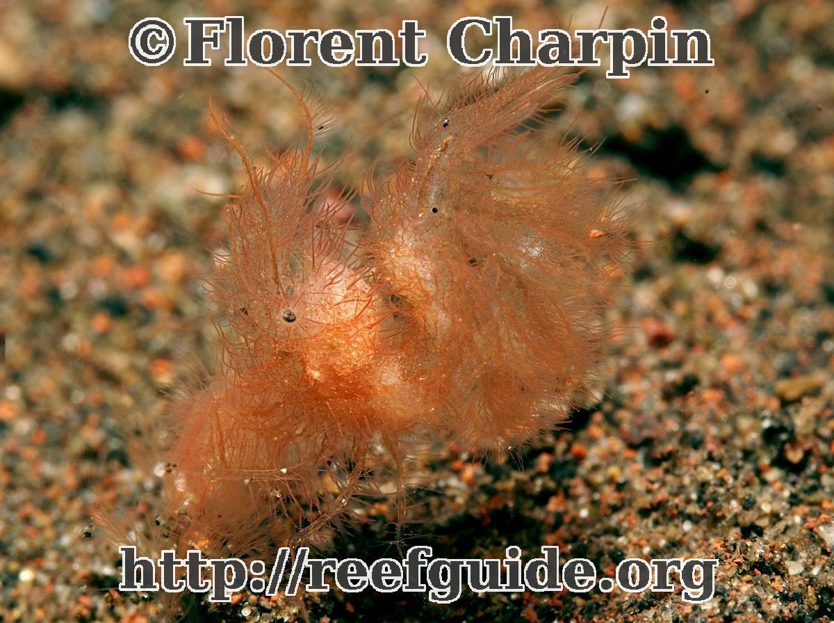Shrimp