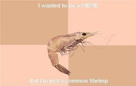 Shrimp Meme