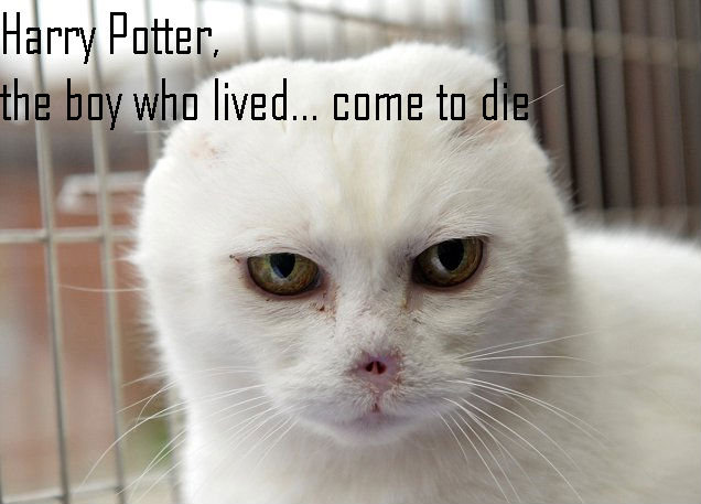 voldemort cat