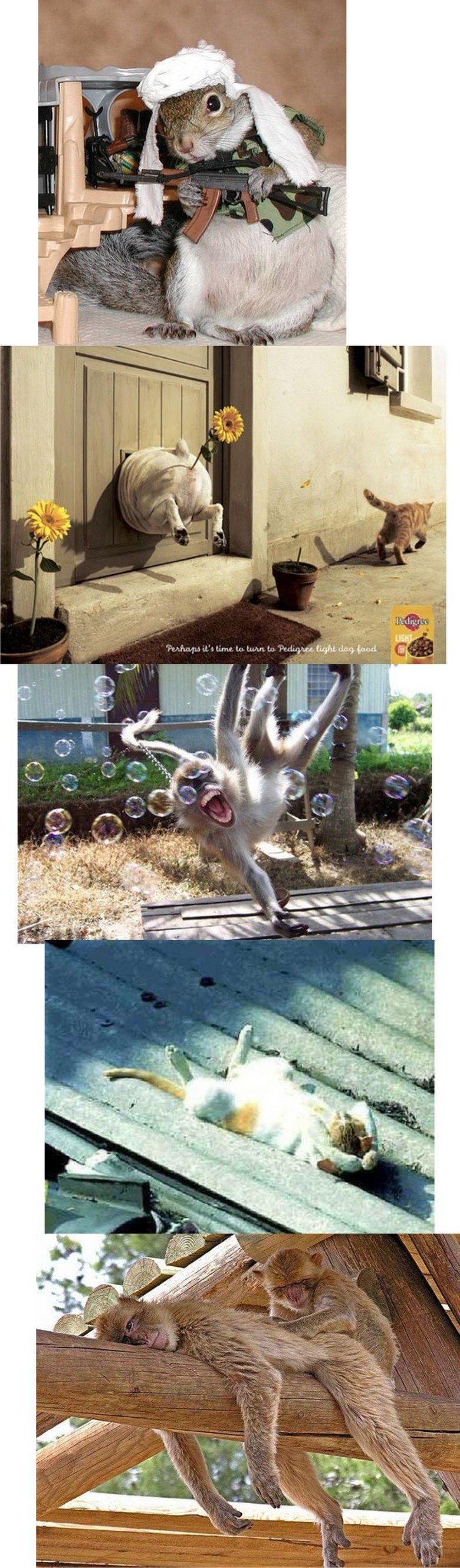 wacky animals